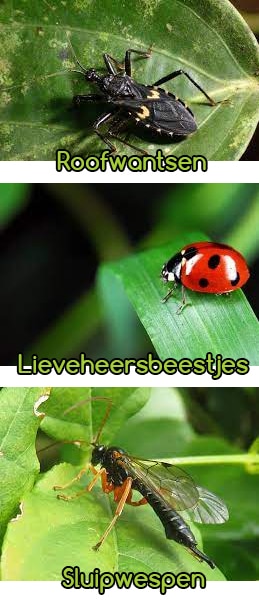 Wolluis bestrijden: tips en feiten | Kweekling